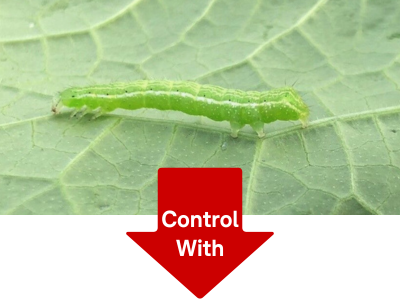 Biological Pest Control Chart Royal Brinkman Canada