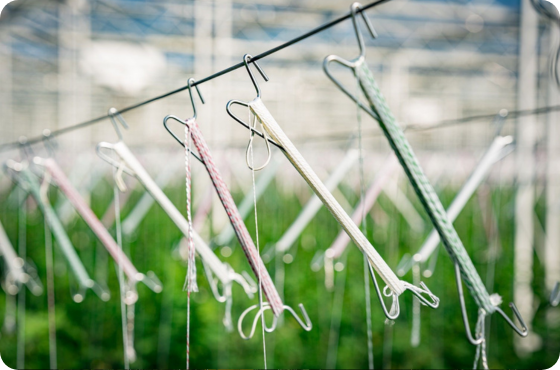 How To Choose The Right Tomato Hooks in Canadian Greenhouses Royal ...