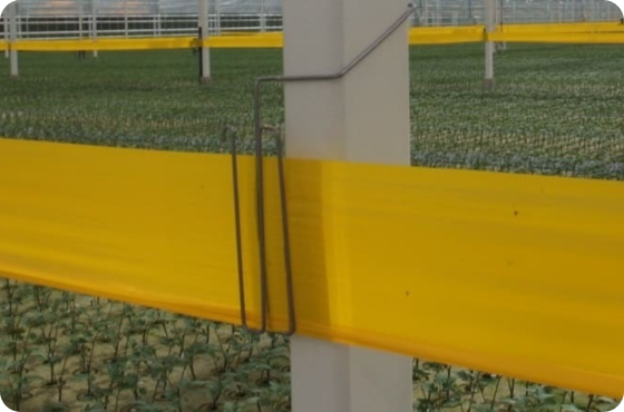 How Do You Secure a Yellow Sticky Trap holder? Royal Brinkman Canada
